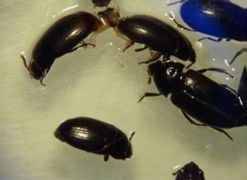 Tenebrio Escarabajo - Centro de Sanidad Animal: Importancia de los escarabajos ... : Sitophilus ...